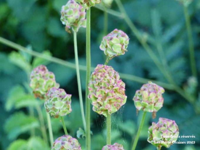 Petite Pimprenelle - Graines de Sanguisorba minor